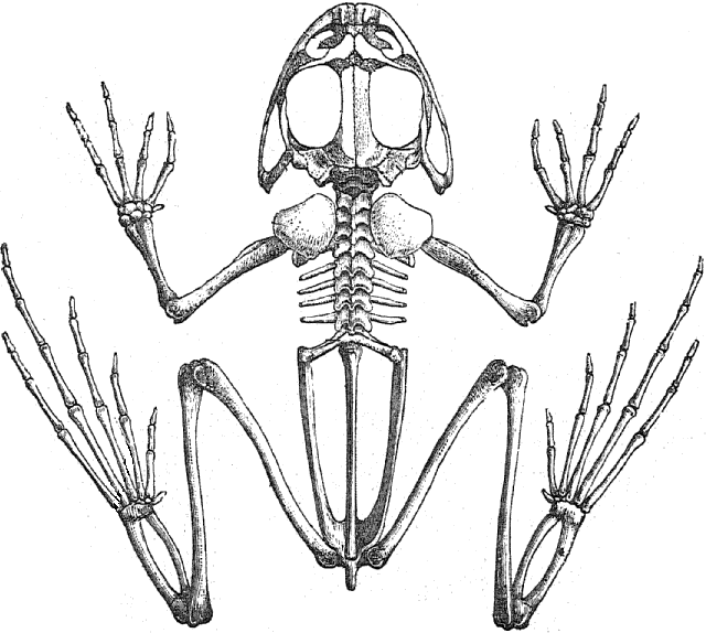 Freies Lehrbuch Biologie 02 03 Amphibien